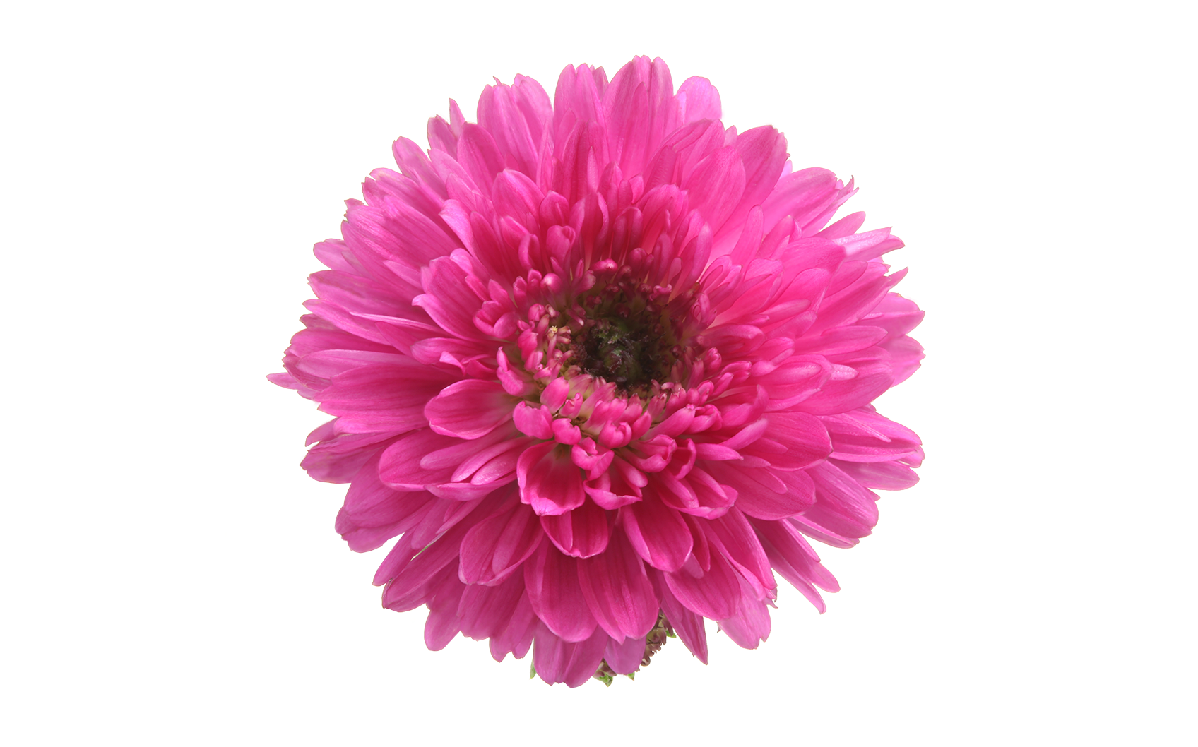 Flower images | Marginpar